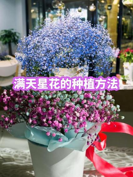满天星怎么养