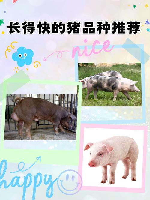 什么是分红猪
