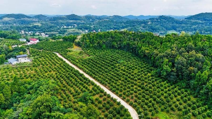 四川种植什么最赚钱图标