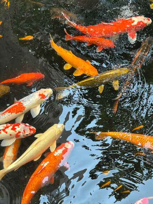 侯门团宠锦鲤崽崽五岁半图标