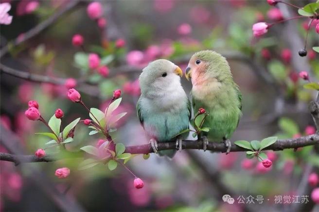 爱情鹦鹉图标