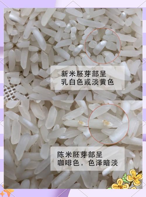 淘米app是真是假图标