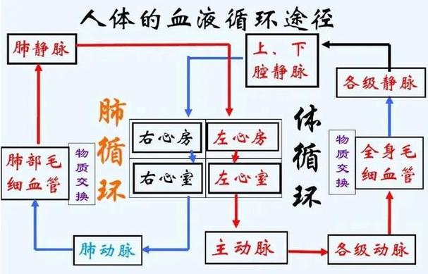 大循环是体循环吗图标