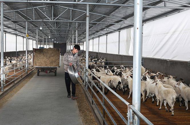 养羊大棚建设图片图标