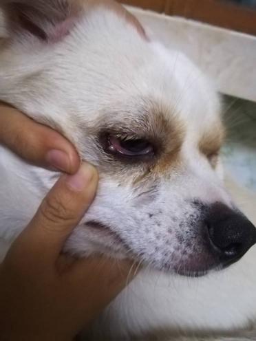狗下眼皮有个疙瘩