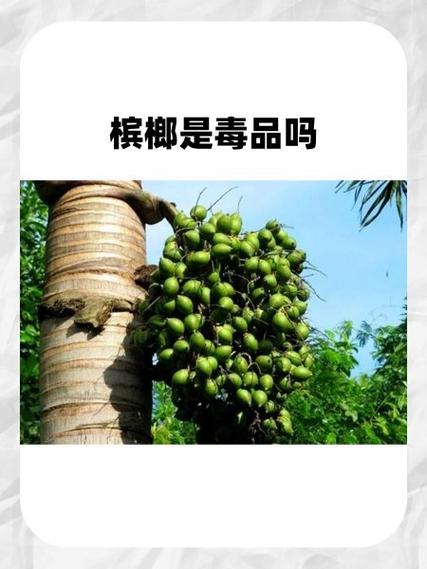禁止槟榔的国家图标