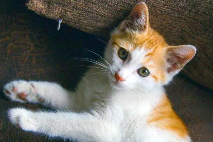 猫可以随便养吗图标
