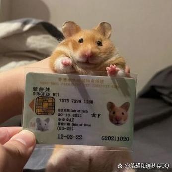 大萌的真实身份图标