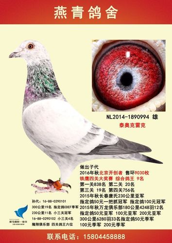 泰迦奥特曼和泰罗奥特曼图标