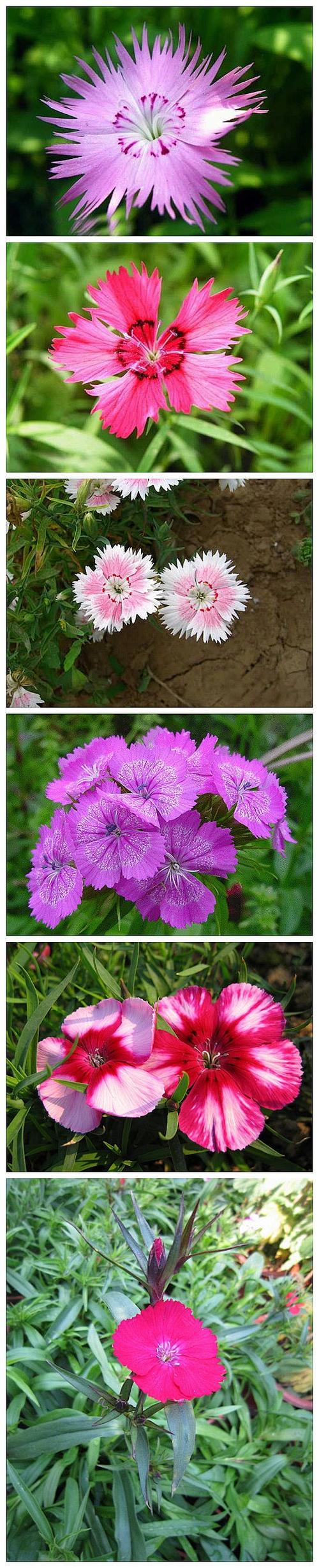 石竹花品种有哪些图标