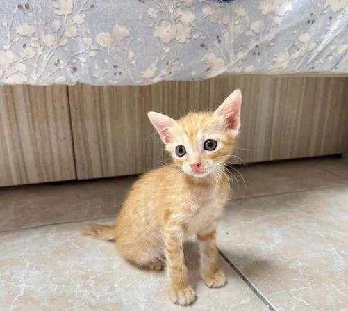 橘猫幼崽图标