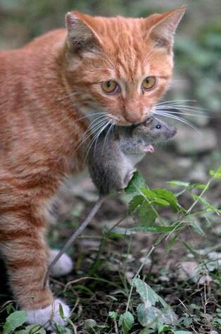 猫猫抓老鼠图标