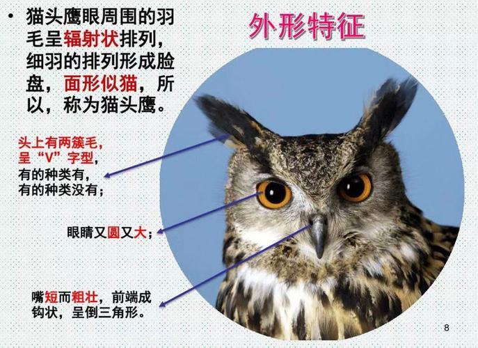 猫头鹰的种类图标