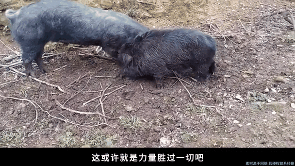 吓跑野猪的10个绝招图标