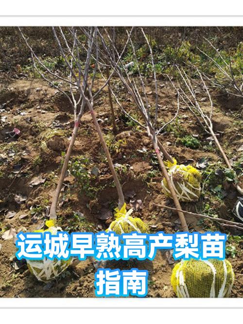 四季梨种植技术视频图标