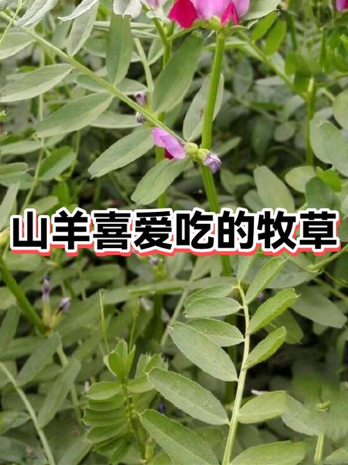 山羊喜欢吃什么草图标