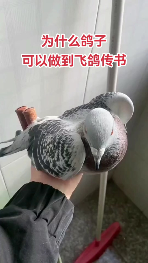 飞鸽传书最新版图标