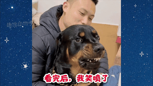 天命汪星人