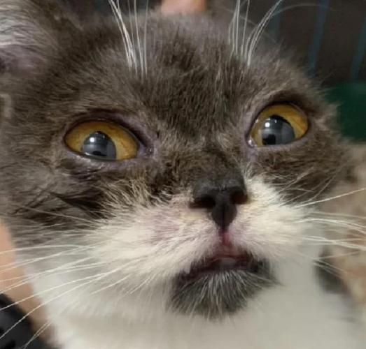 猫杯状病毒传染人吗图标