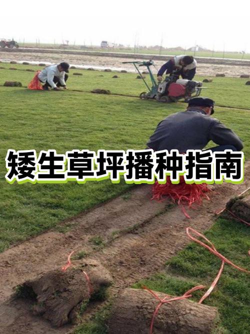 草坪种子如何播种