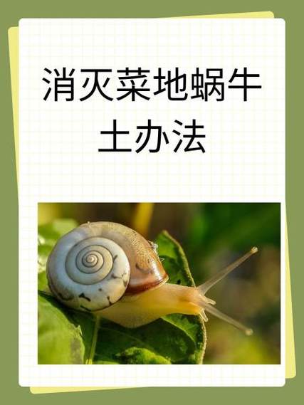 杀死蜗牛最有效的方法图标