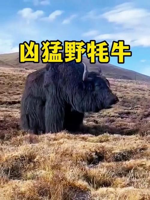 世界上最大的牦牛