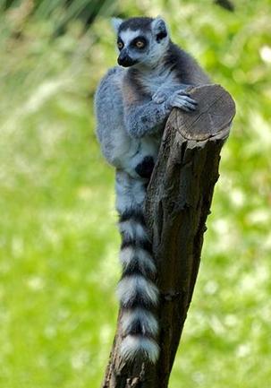 狐猴浏览器官网:https://www.lemurbrowser.com截图