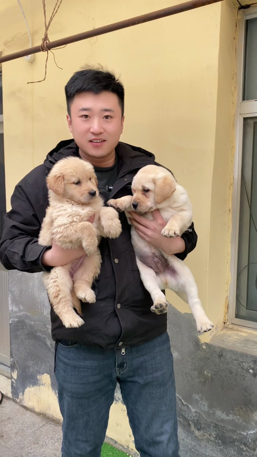 金毛与拉布拉多杂交