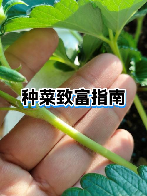 种蔬菜赚钱吗图标