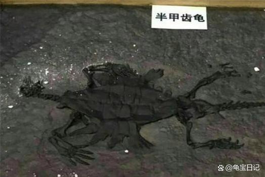 乌龟进化历程图标