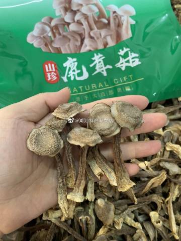 蘑菇代理图标