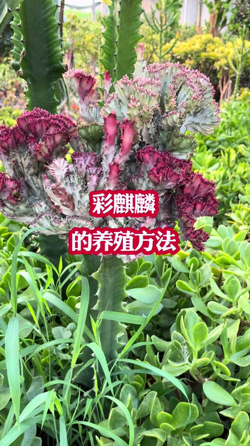 彩麒麟图片图标