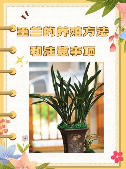 墨兰的养殖方法和注意事项图标