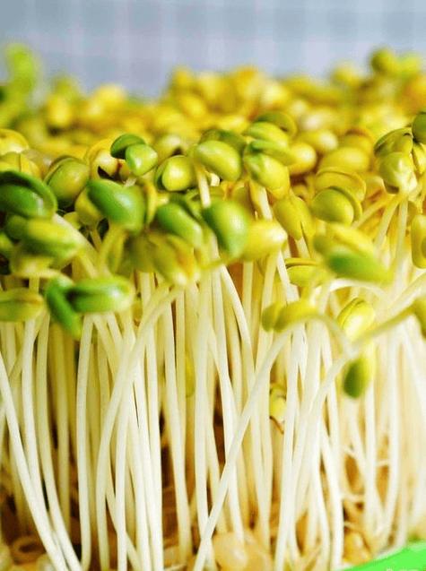 豆芽旧版图标