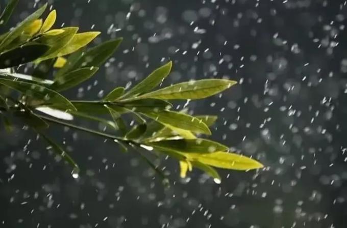 春雨免费版在线观看全集电影视频图标