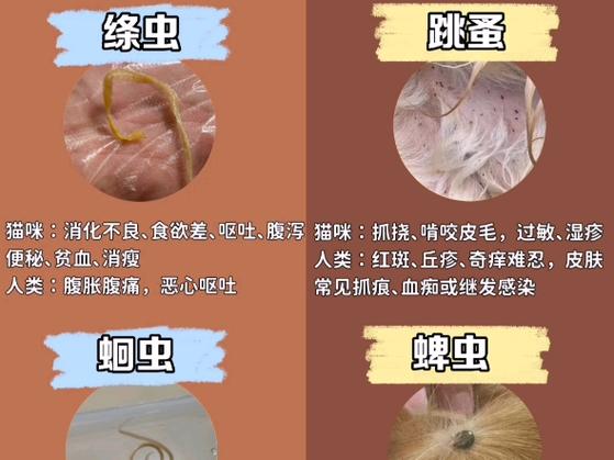 猫咪寄生虫的症状表现图标