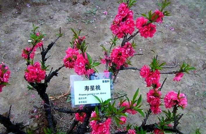 几朵六桃