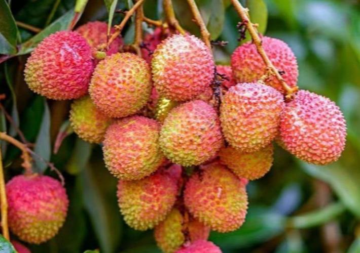 荔枝由外到内的顺序应为