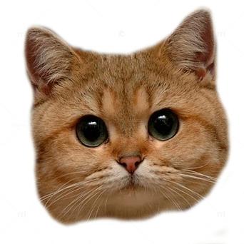 下猫猫头图标