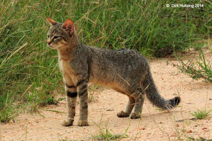 野猫wildCat手机版下载图标