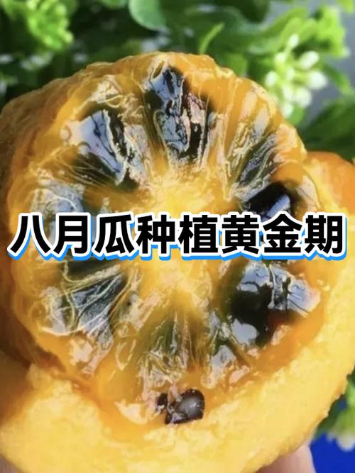 种植什么瓜赚钱