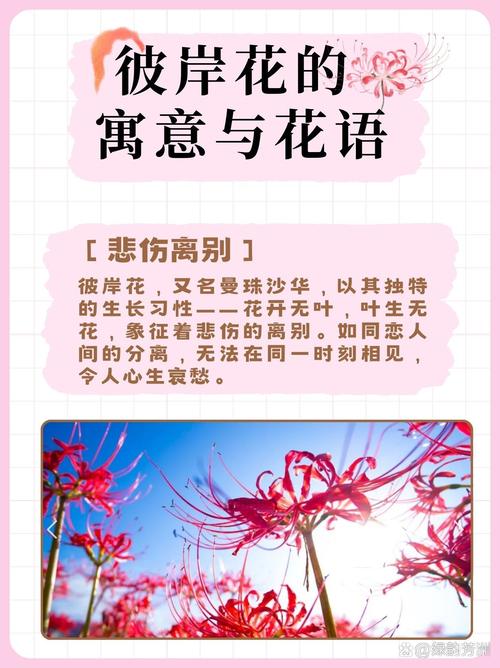 曼珠沙华表达什么意思图标