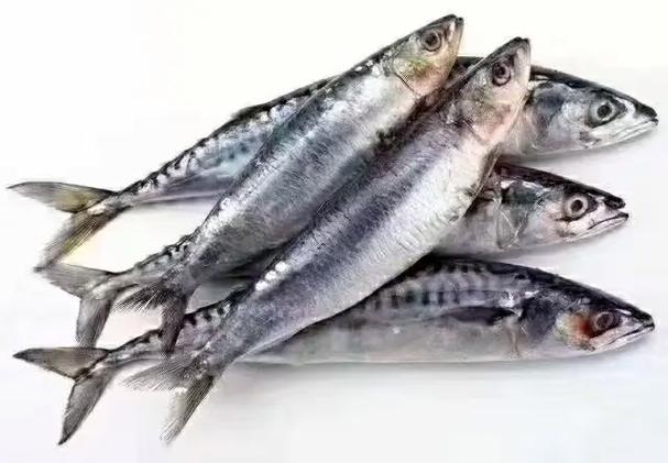 沙丁鱼图标