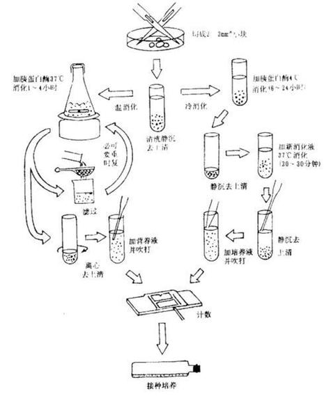 悬浮细胞培养步骤图标