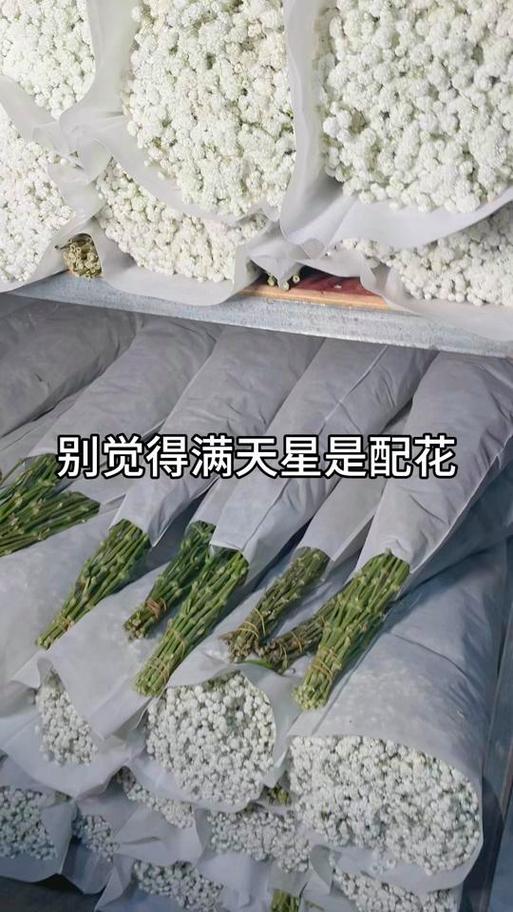 啄木鸟和满天星系列的区别图标
