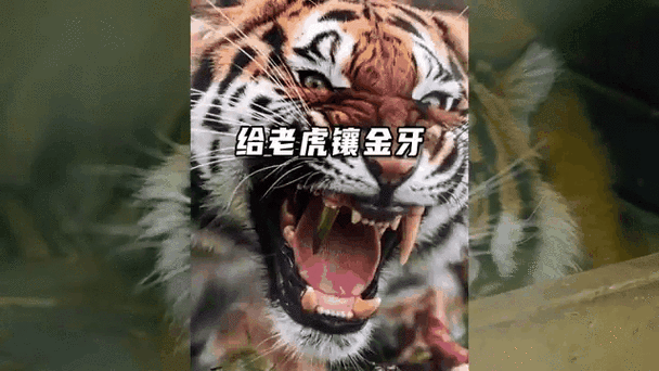 老虎的牙齿直播软件截图