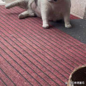 一只懒猫图标