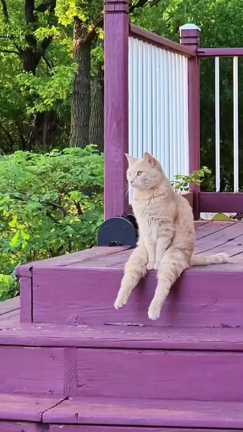 怎样模仿小猫的动作图标