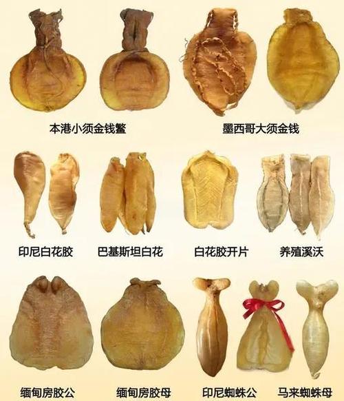 女人吃鱼胶的功效和作用