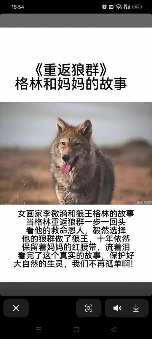 那个叫格林的狼是什么种类